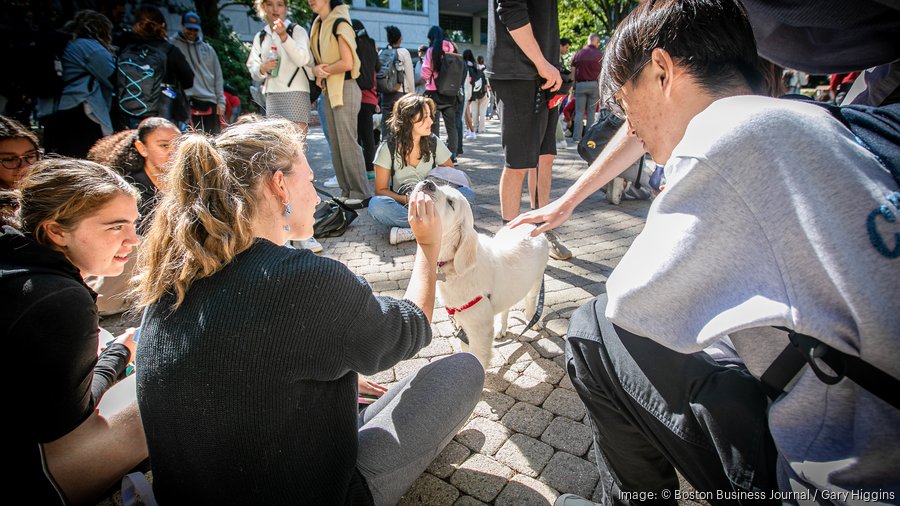 After reported mail bomb at Northeastern, comfort dogs soothe students ...