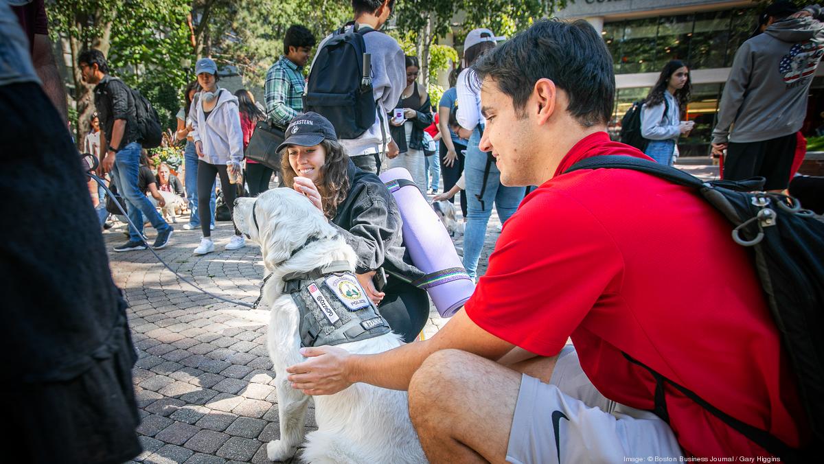 After reported mail bomb at Northeastern, comfort dogs soothe students ...