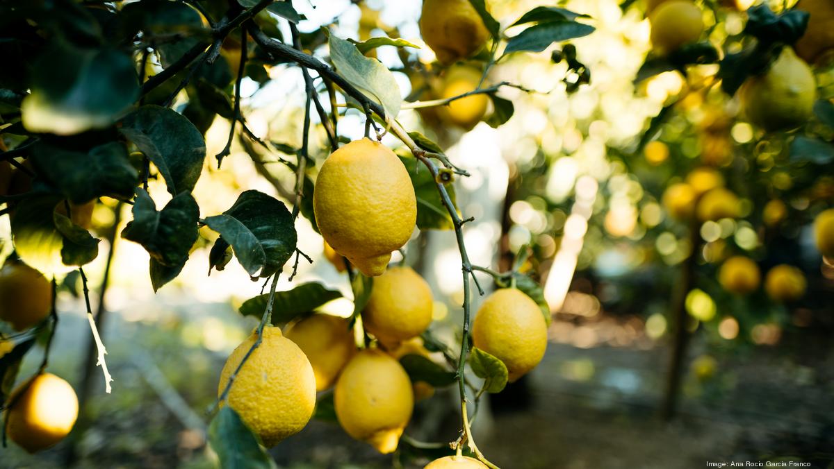 Citrus company Limoneira sells Oxnard packing facility - L.A. Business ...