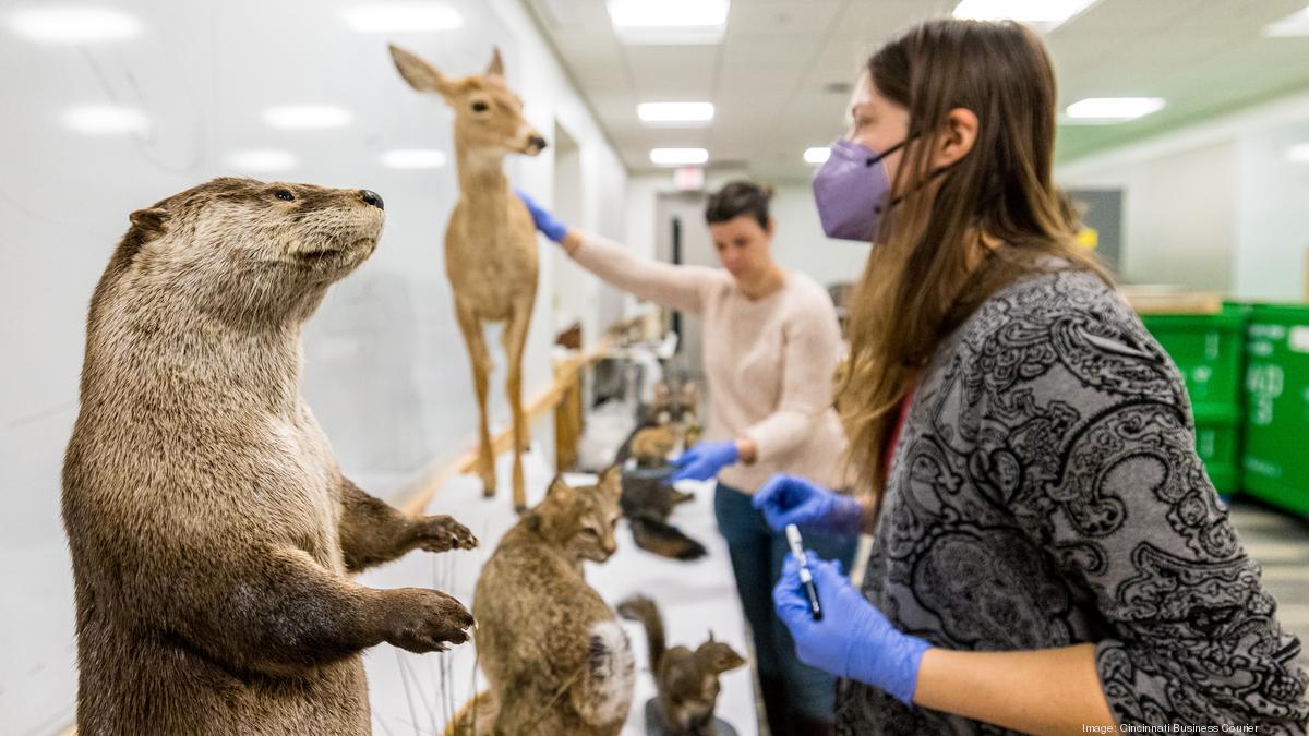 Cincinnati Museum Center’s new permanent immerses visitors on hike ...