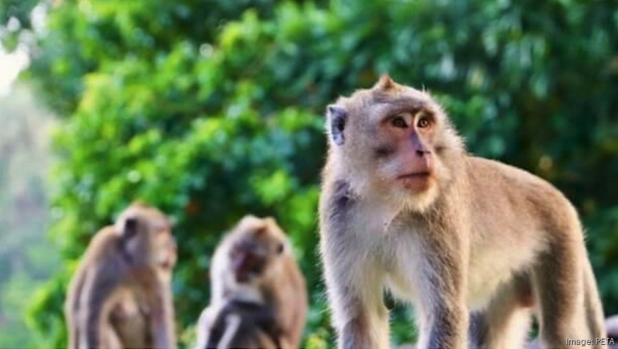 PETA alleges Louisiana trucking firm illegally transported monkeys to ...