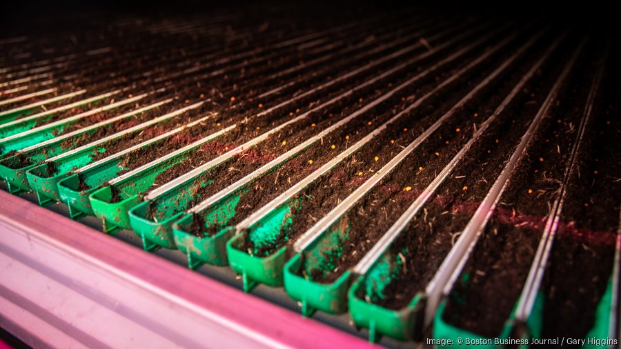 Little Leaf Farms proving success of hydroponic produce - Boston ...