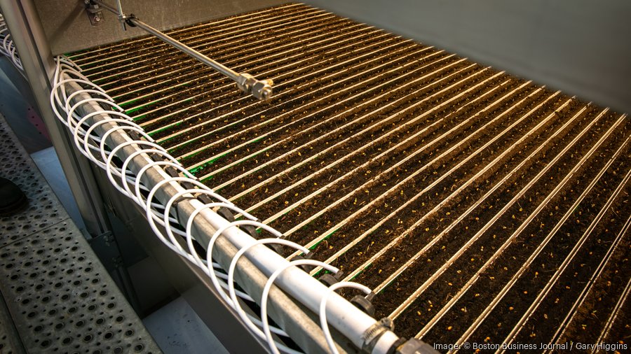 Little Leaf Farms proving success of hydroponic produce - Boston ...