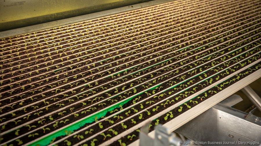 Little Leaf Farms proving success of hydroponic produce - Boston ...