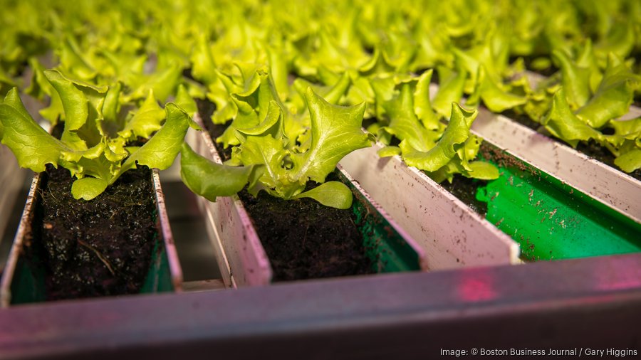 Little Leaf Farms proving success of hydroponic produce - Boston ...