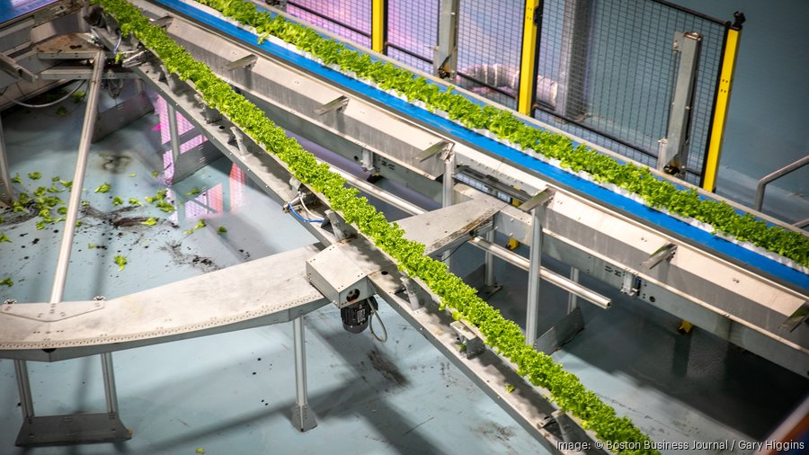 Little Leaf Farms proving success of hydroponic produce - Boston ...