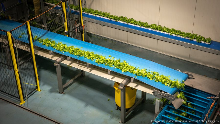 Little Leaf Farms proving success of hydroponic produce - Boston ...