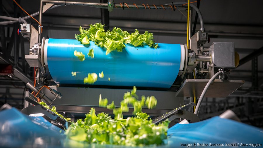 Little Leaf Farms proving success of hydroponic produce - Boston ...