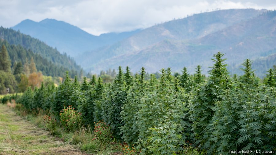 Portland cannabis cheapest in U.S., 9th cheapest worldwide - Portland ...