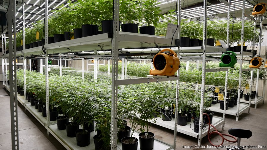 See Inside: Here's how a cannabis plant grows at the Verdes Foundation ...