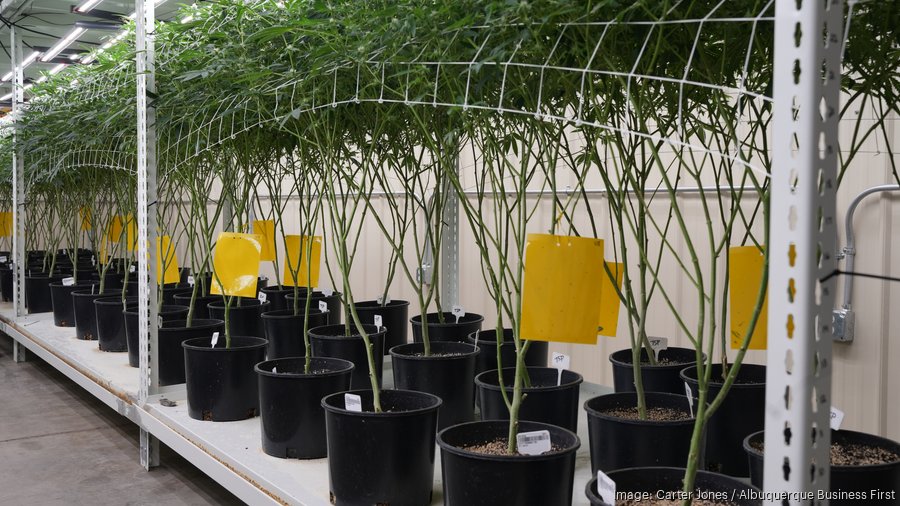See Inside: Here's how a cannabis plant grows at the Verdes Foundation ...