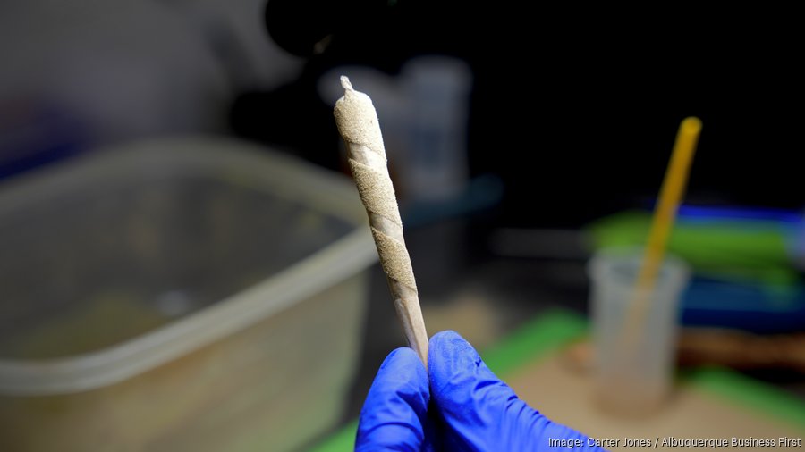 See Inside: Here's how a cannabis plant grows at the Verdes Foundation ...