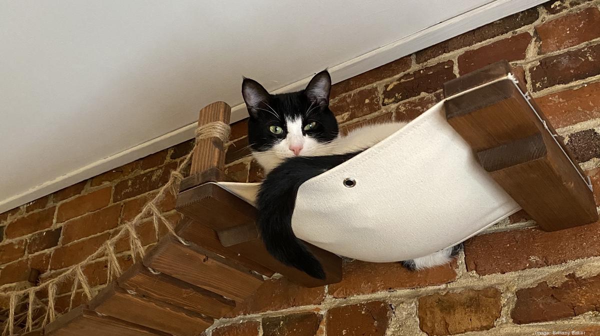 Cat café A Sanctuary Cafe proposed in Boston's Beacon Hill - Boston ...