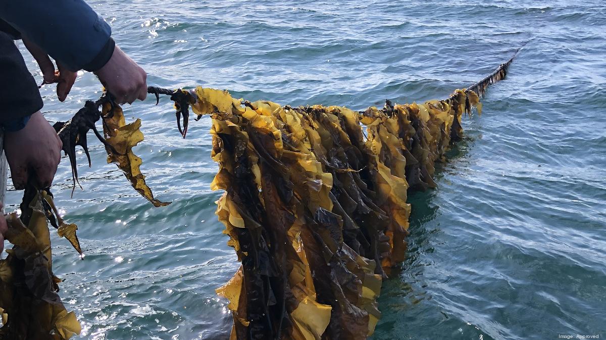 Macro Oceans opens kelp technology lab in West Sacramento - Sacramento ...