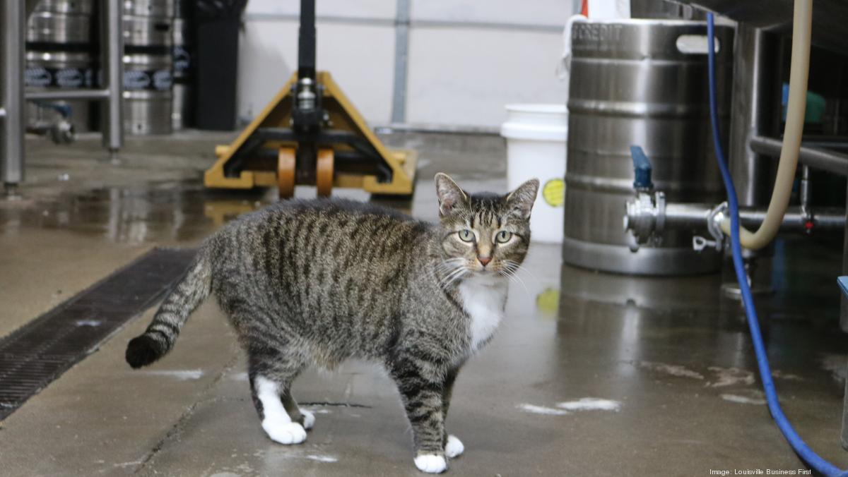 Working Cats Too Much