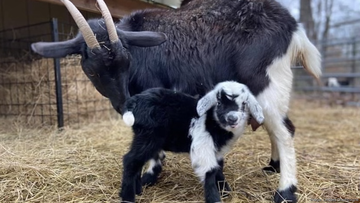 Lindsey Collin Champagne 901 Goats Walkapony Goat Ranch Rossville ...