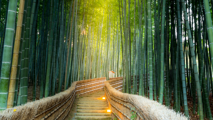 Achieving bamboo strength: How small and mid-sized businesses can boost ...