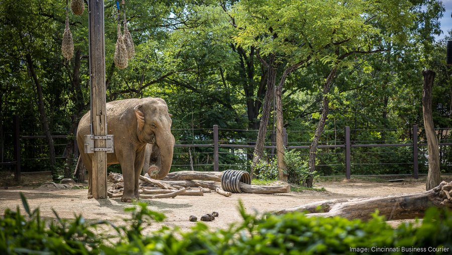Cincinnati Zoo & Botanical Garden director reflects on 150 years ...