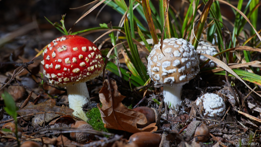 ACS Laboratory now tests potency and purity of magic mushrooms - South ...