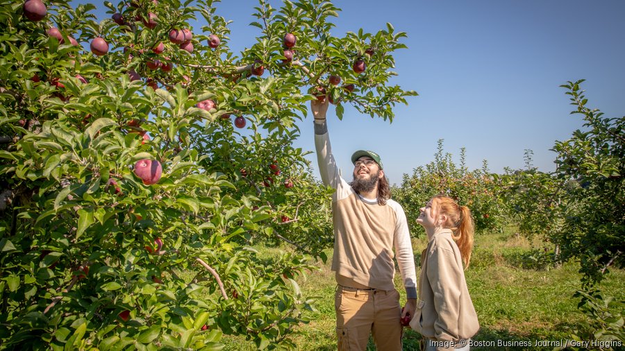 Apple picking photos from Brooksby Farm in Peabody - Boston Business ...
