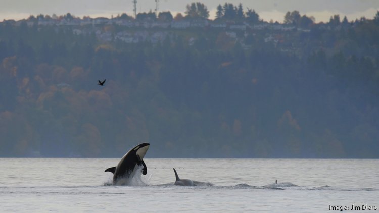 'SNL' alum Colin Jost performed in Seattle - Puget Sound Business Journal
