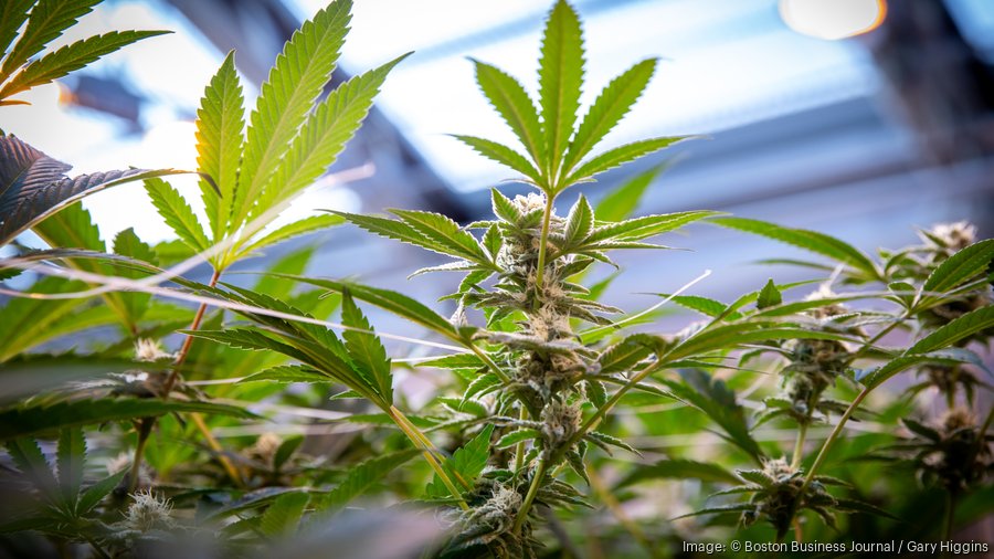 23 Mass. cannabis firms surrender licenses in early 2025 - Boston ...