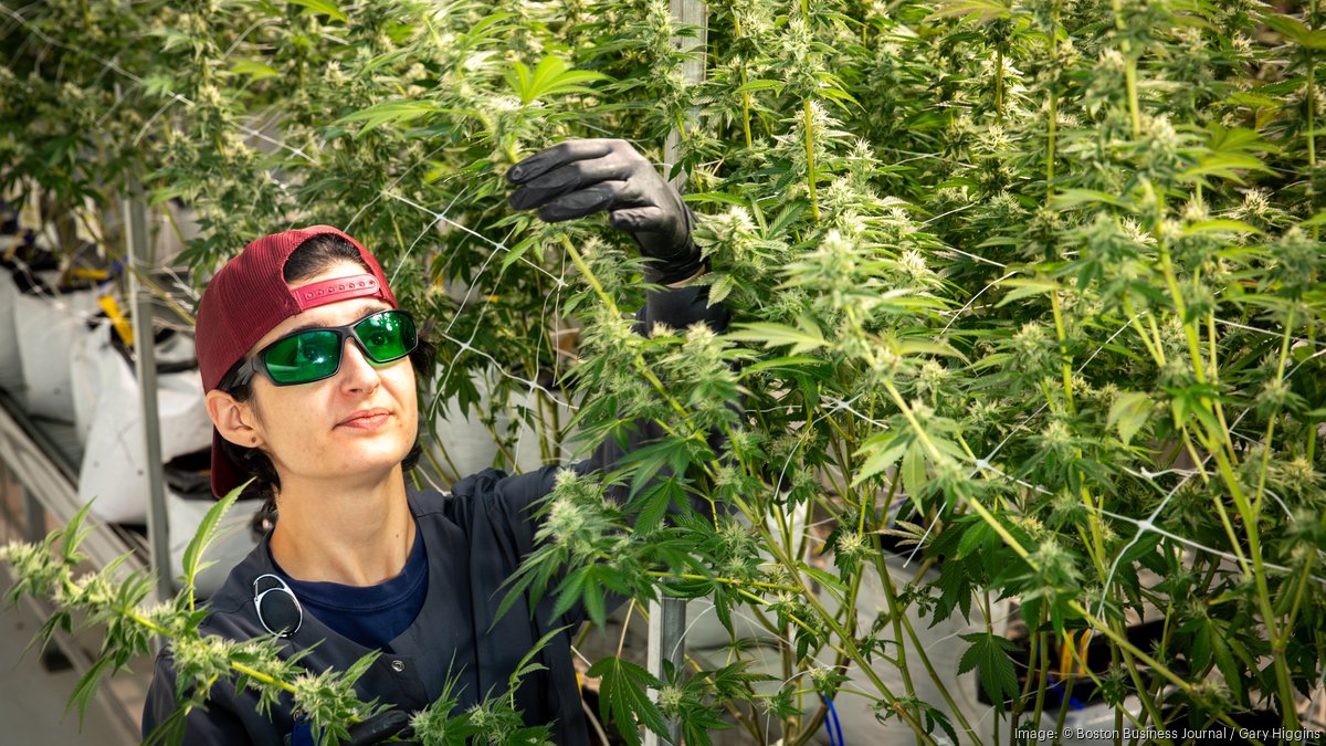 Cannabis companies in Massachusetts are losing their licenses - Boston ...