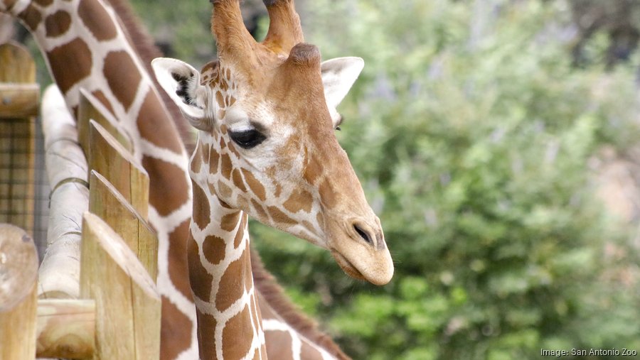 Want to spend the night at the SA Zoo? Soon you can - San Antonio ...