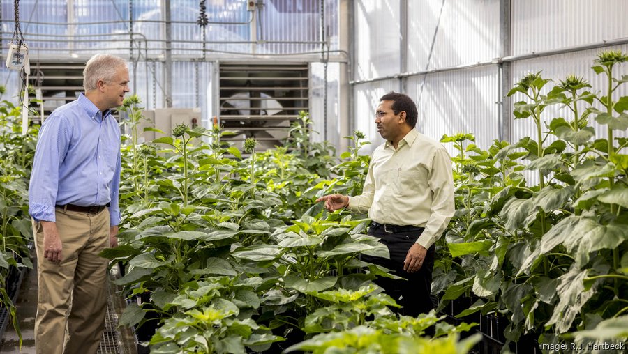 Edison Agrosciences asegura fondos para revolucionar la producción de caucho con girasoles ...