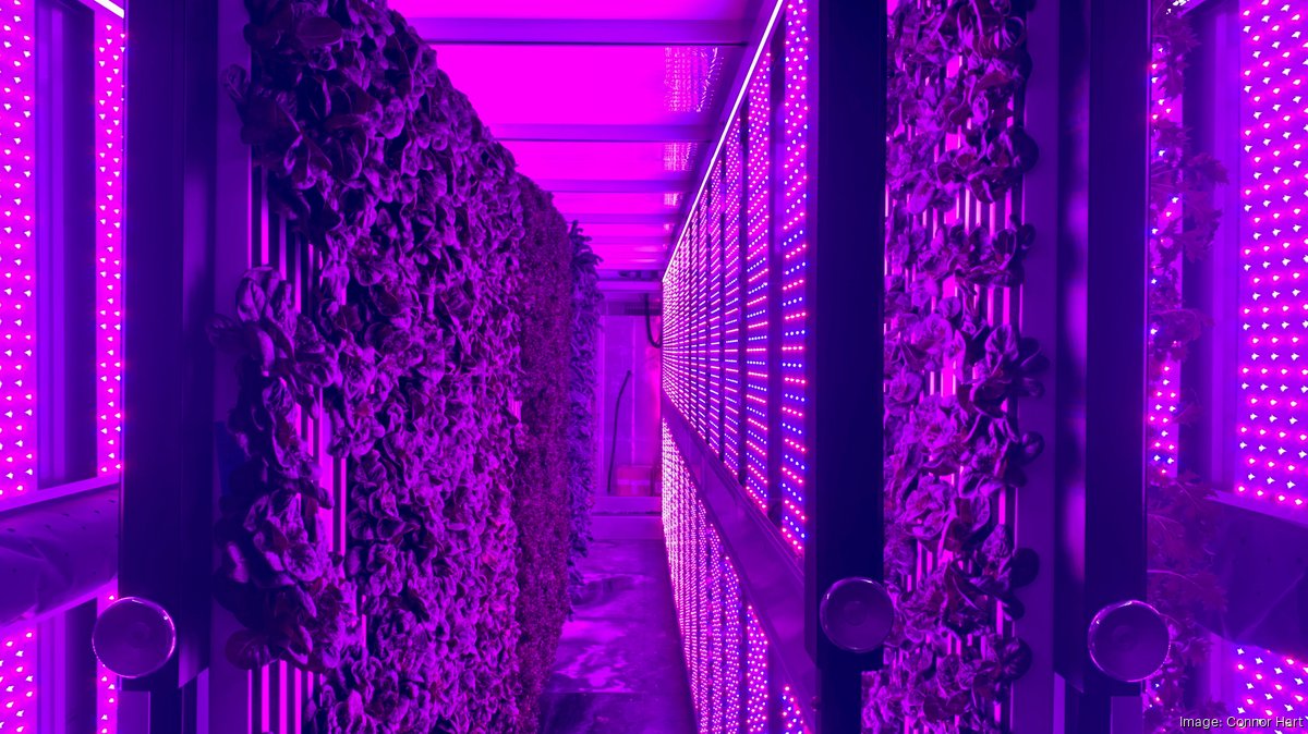 Neon Greens selling its hydroponically grown lettuce to local business ...