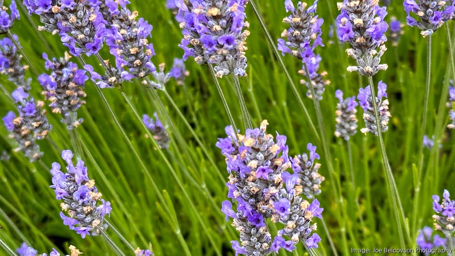 San Juan Island lavender farm put up for sale - Puget Sound Business ...
