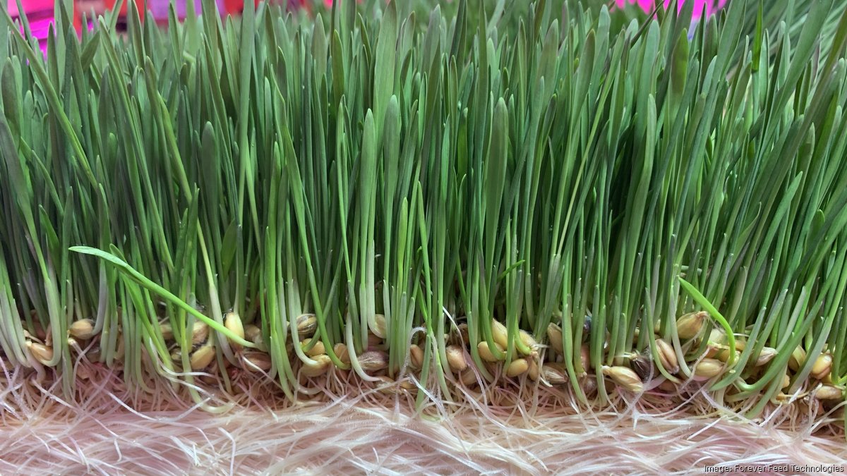 Dr. Greenhouse designs first automated fodder mill for dairy farm ...