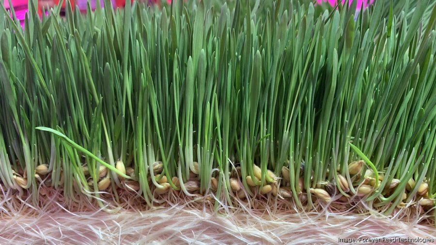 Dr. Greenhouse designs first automated fodder mill for dairy farm ...