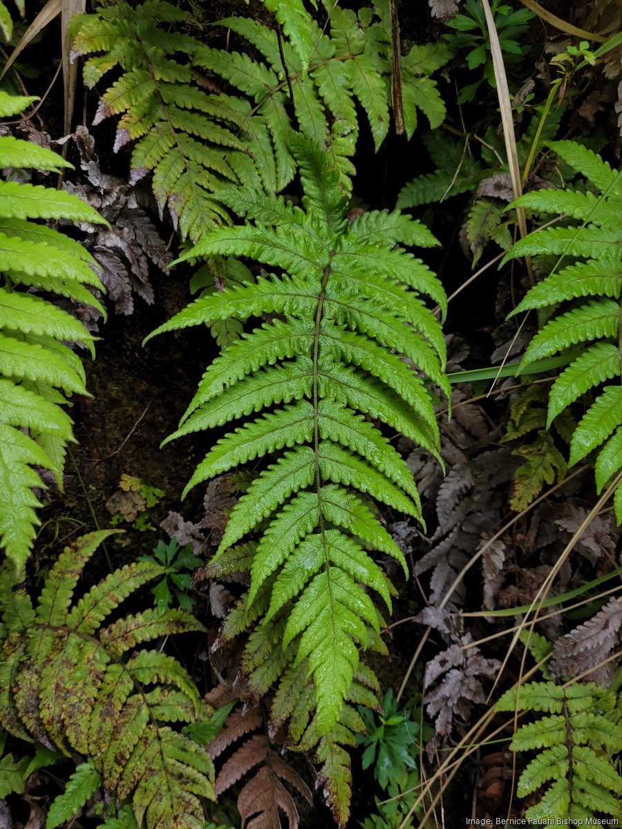 A closer look at Bishop Museum's newly digitized Hawaiian plant ...