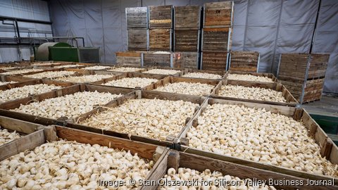 Christopher Ranch is the largest garlic production in the country ...
