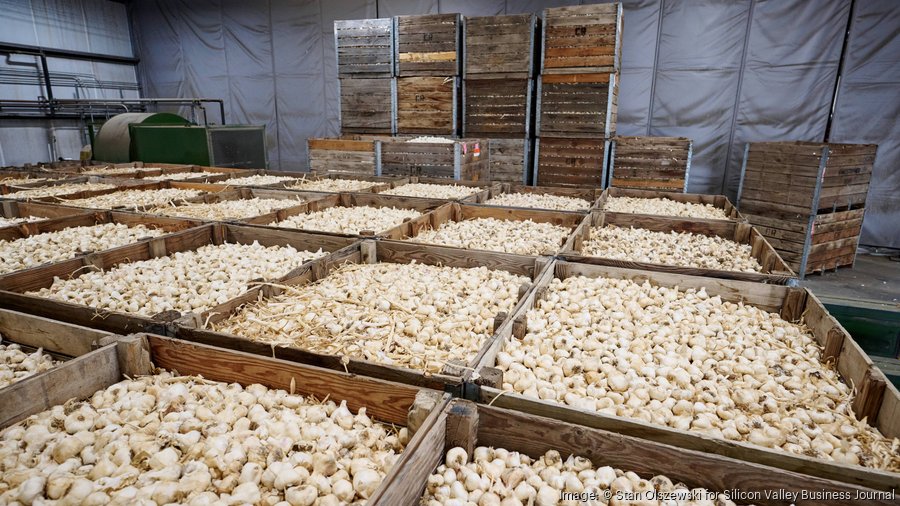 Christopher Ranch is the largest garlic production in the country ...