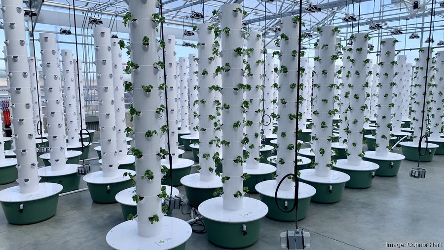 New $6M hydroponic farm opens at Urban League headquarters in north St ...