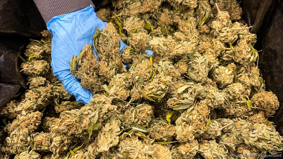 Still much unknown on how marijuana policies would change in states ...