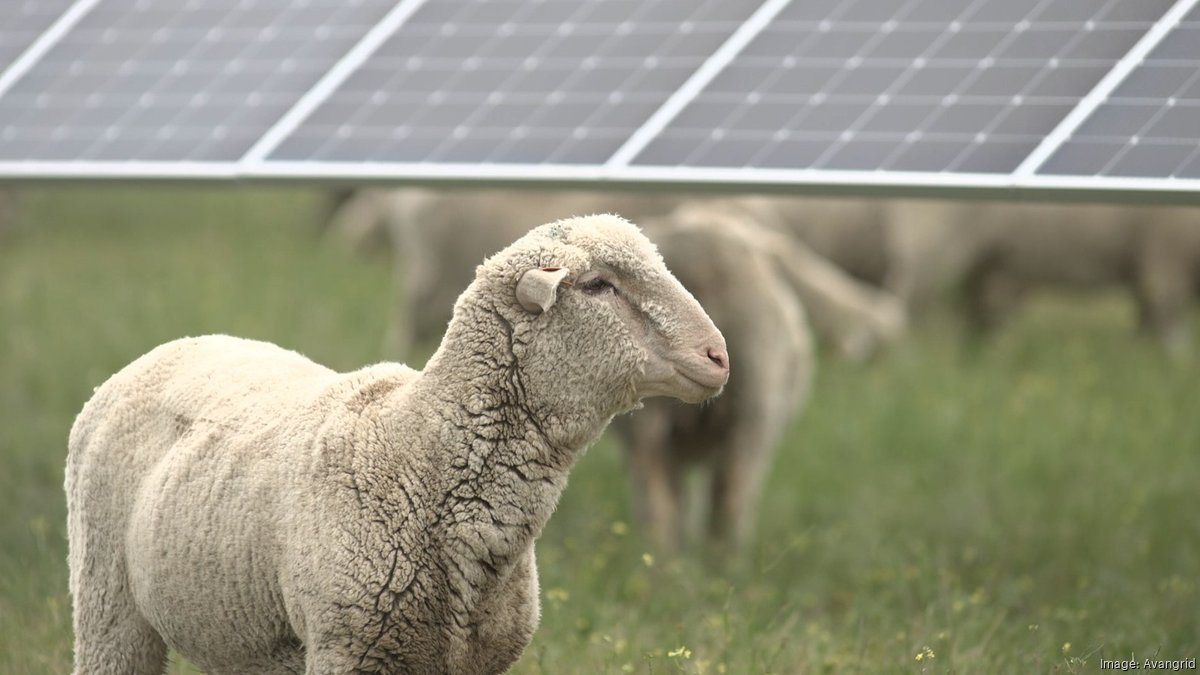 Avangrid touts 'solar grazing' with Pendleton Woolen Mills supplier ...