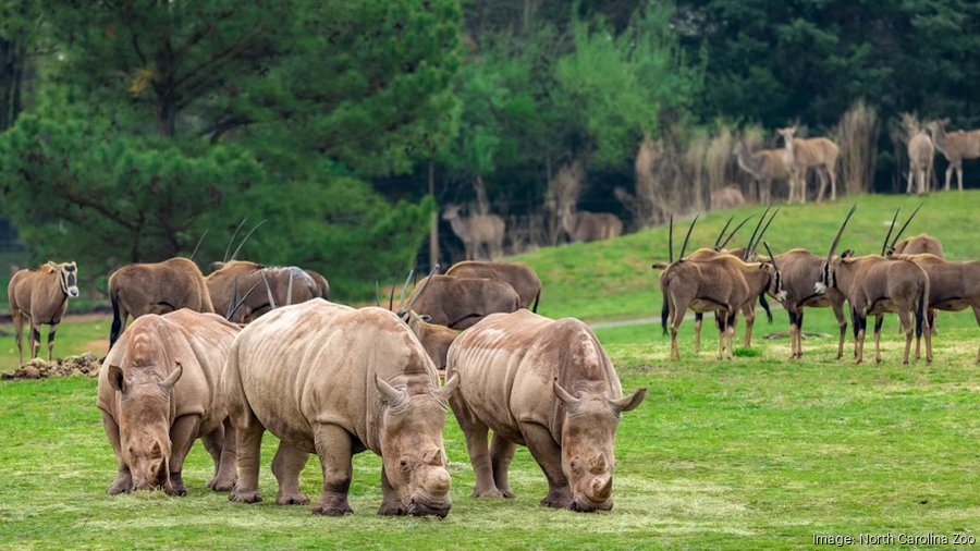 North Carolina Zoo Asia exhibit delayed by budget stalemate - Triangle ...