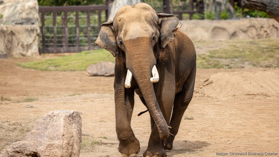Cincinnati Zoo debuts Elephant Trek exhibit - Cincinnati Business Courier