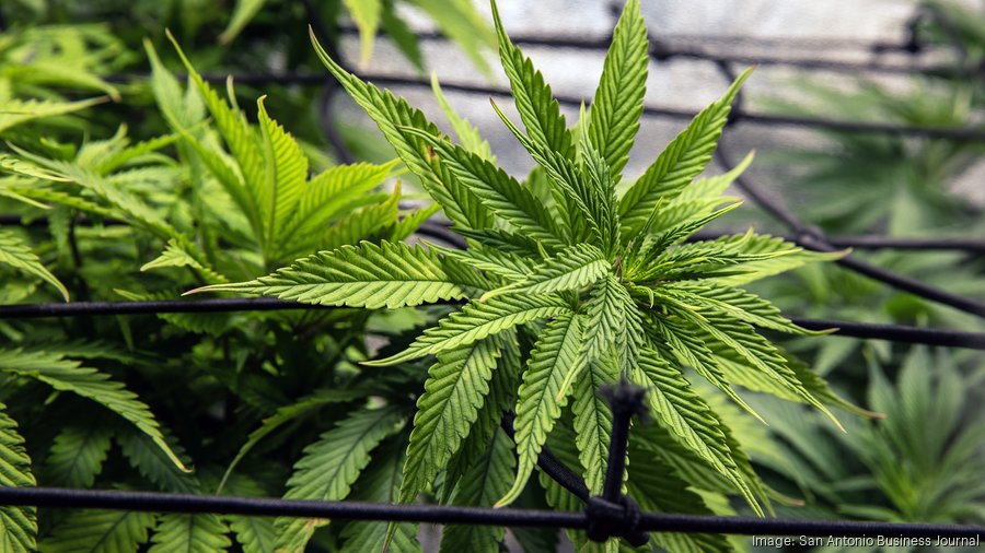 Texas’ cannabis business thrives on loopholes amid uncertainty ...