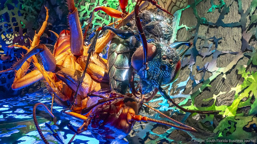 Frost Museum Miami opens bugs exhibit - South Florida Business Journal