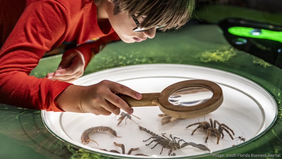 Frost Museum Miami opens bugs exhibit - South Florida Business Journal
