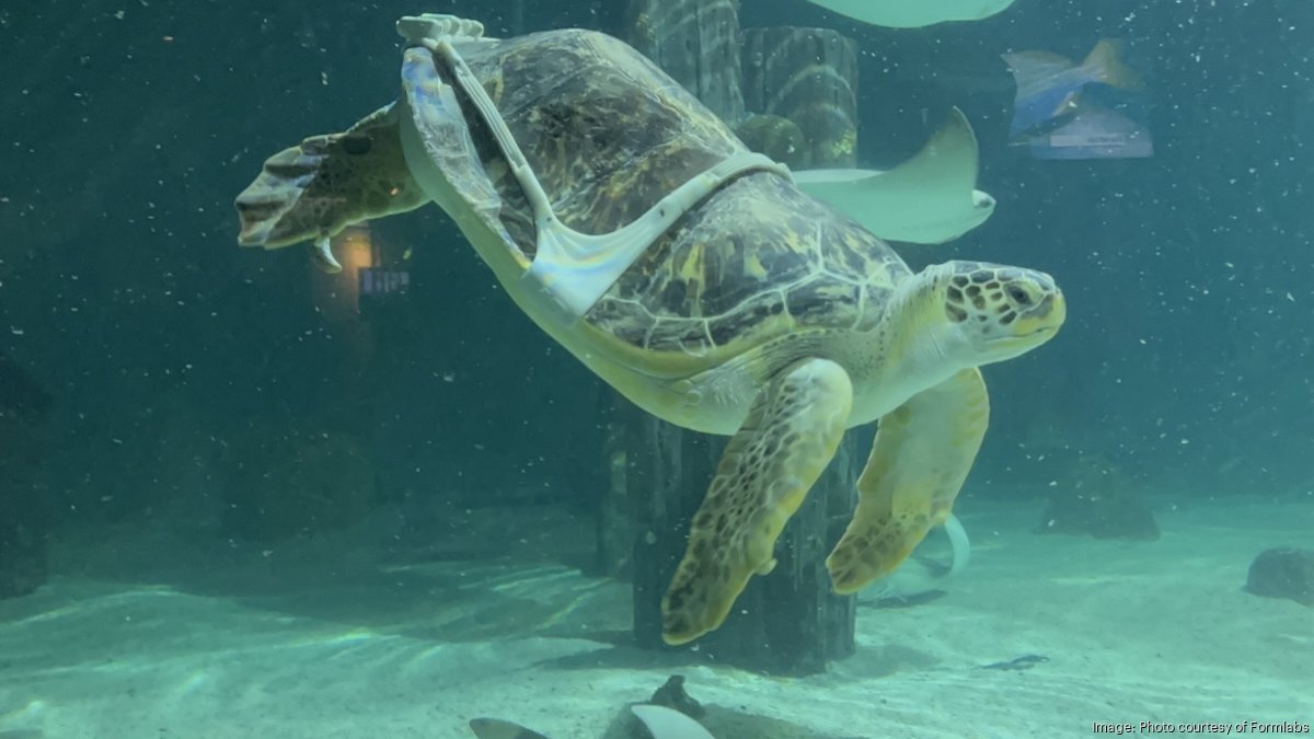 3D printer helps Mystic Aquarium turtle with 'bubble butt syndrome ...