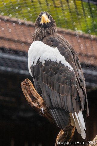 The National Aviary soars on the North Side - Pittsburgh Business Times