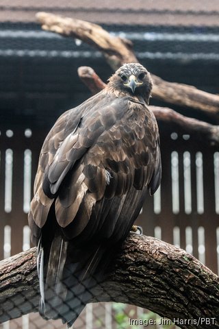 The National Aviary soars on the North Side - Pittsburgh Business Times