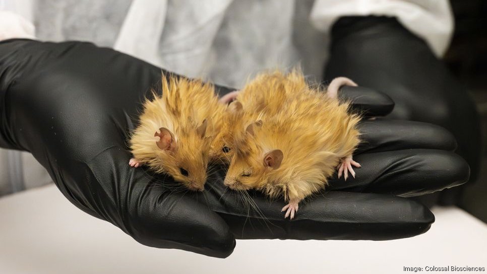 Colossal Biosciences reveals mice with woolly mammoth traits - Austin Business Journal