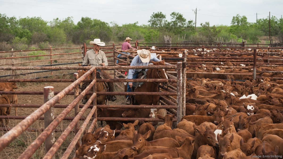 East Foundation warns of screwworm threat to Texas cattle industry ...
