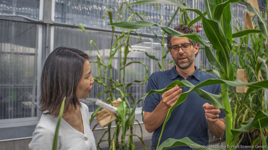 Spearhead Bio lands $305K NSF grant for corn gene-editing tech - St ...